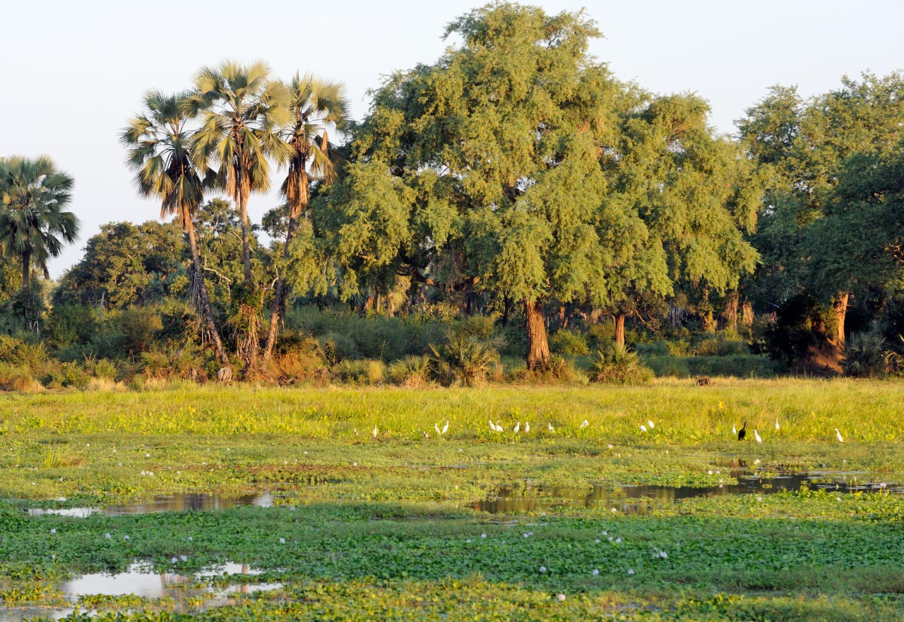 Potato Bush Camp | Lower Zambezi Nationalpark Zambia - Sambia | Outback ...
