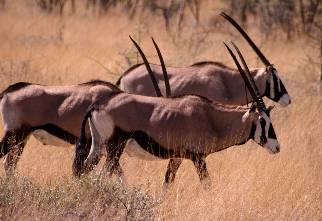 Auf Pirschfahrt - Kleinere Antilopenarten | Outback Africa Erlebnisreisen